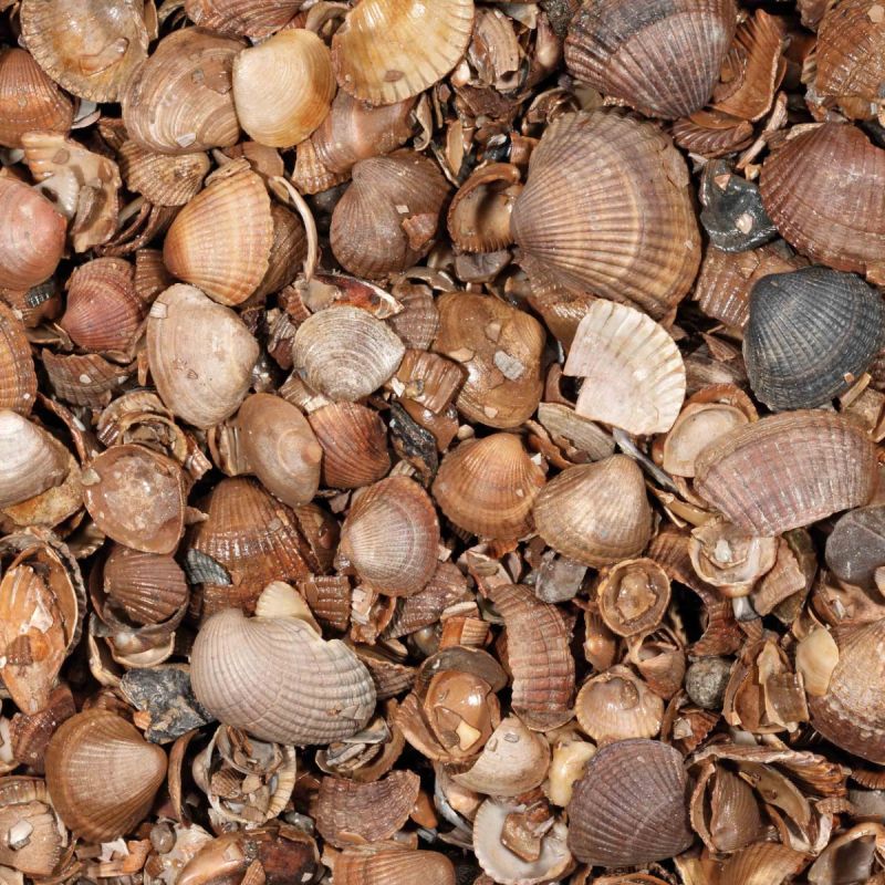 Muscheln